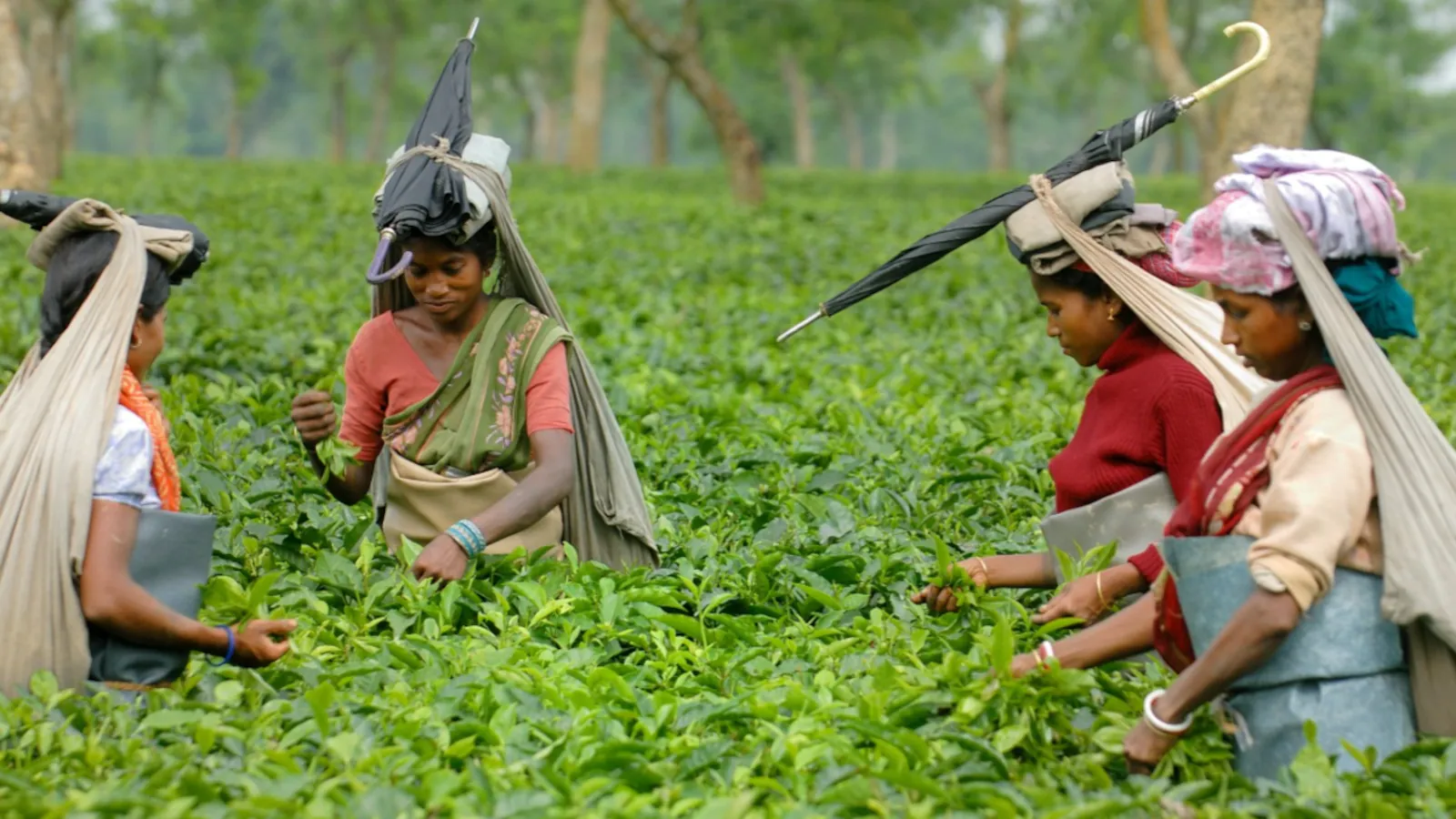 The Step By Step Guide For Profitable Tea Farming In India